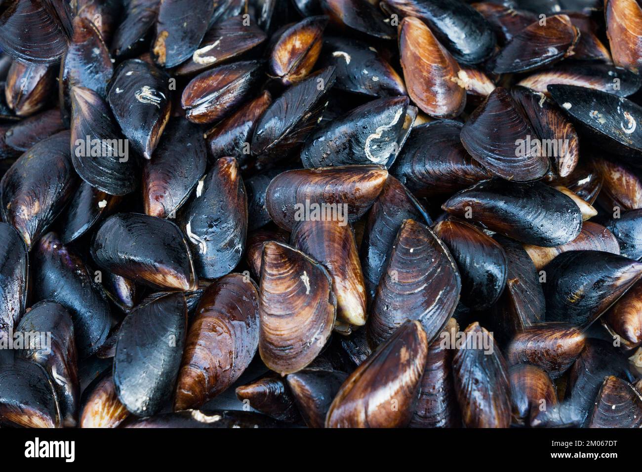 Fluted Shell Mussel