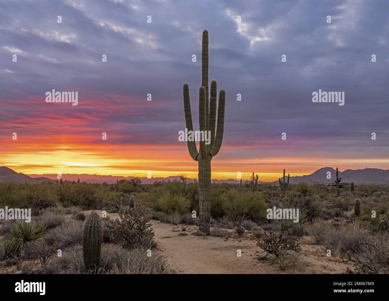 Lone Saguaro Cacti At Sunrise In North Scottsdale AZ Stock Photo - Alamy