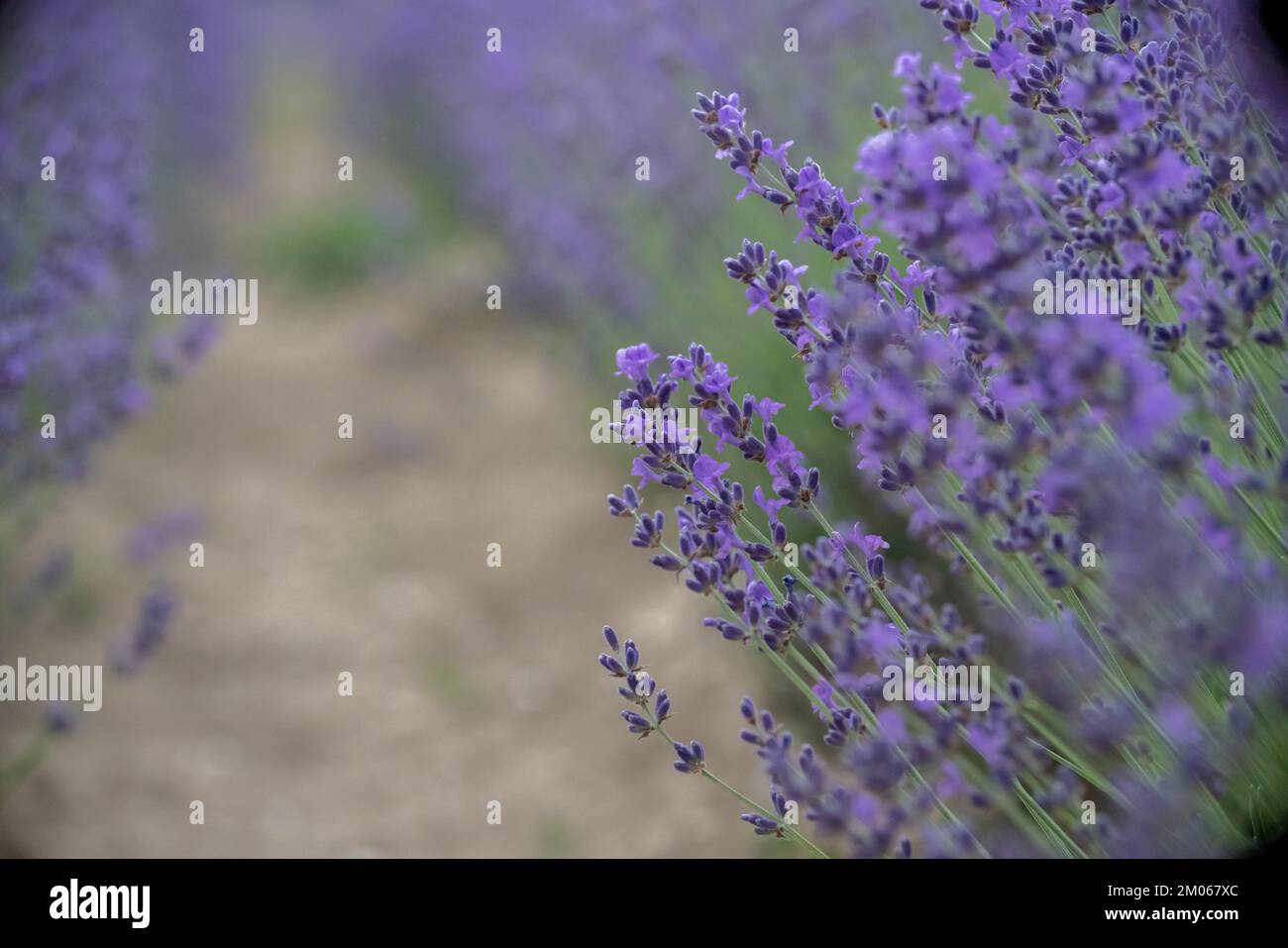 Lavender flower field, Blooming purple fragrant lavender flowers ...