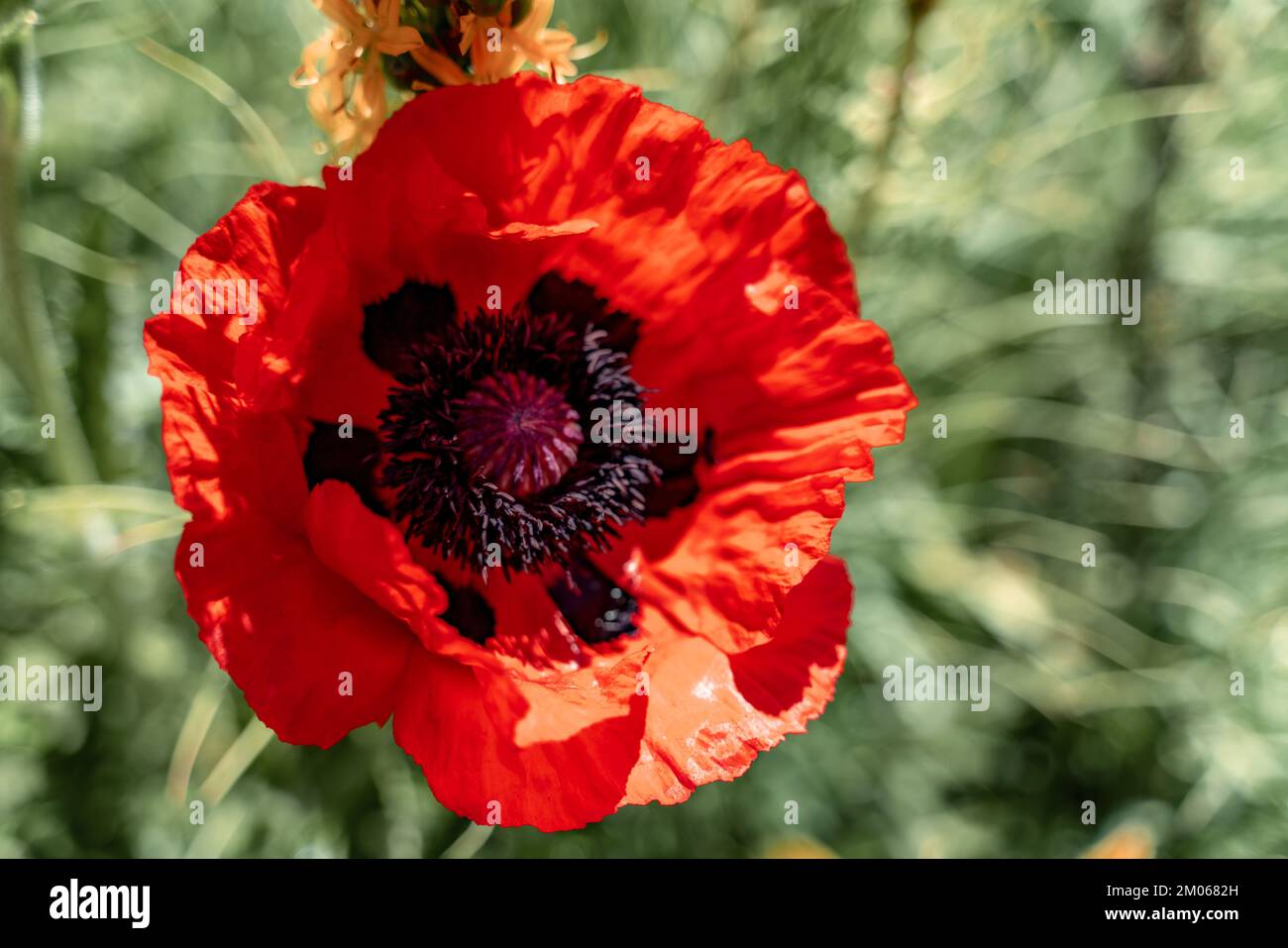 Inflorescence of red Decorative Poppy flower on the background of ...