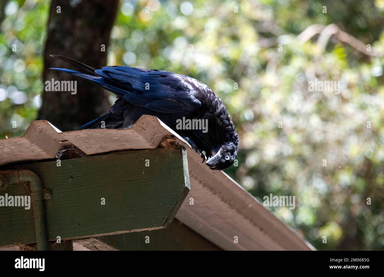 Close-up of an Australian Raven (Corvus coronoides) in Sydney, NSW ...