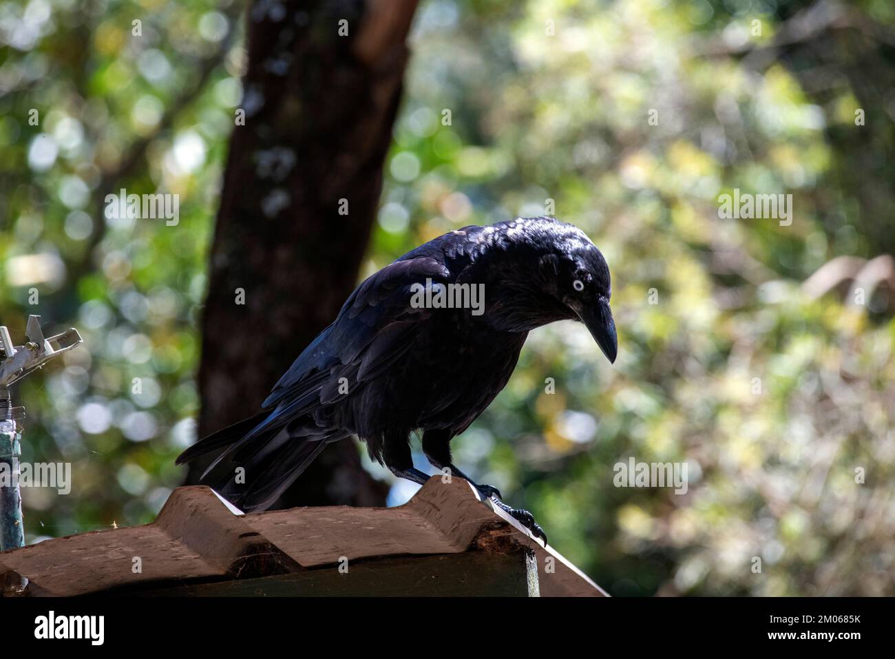 Close-up of an Australian Raven (Corvus coronoides) in Sydney, NSW ...