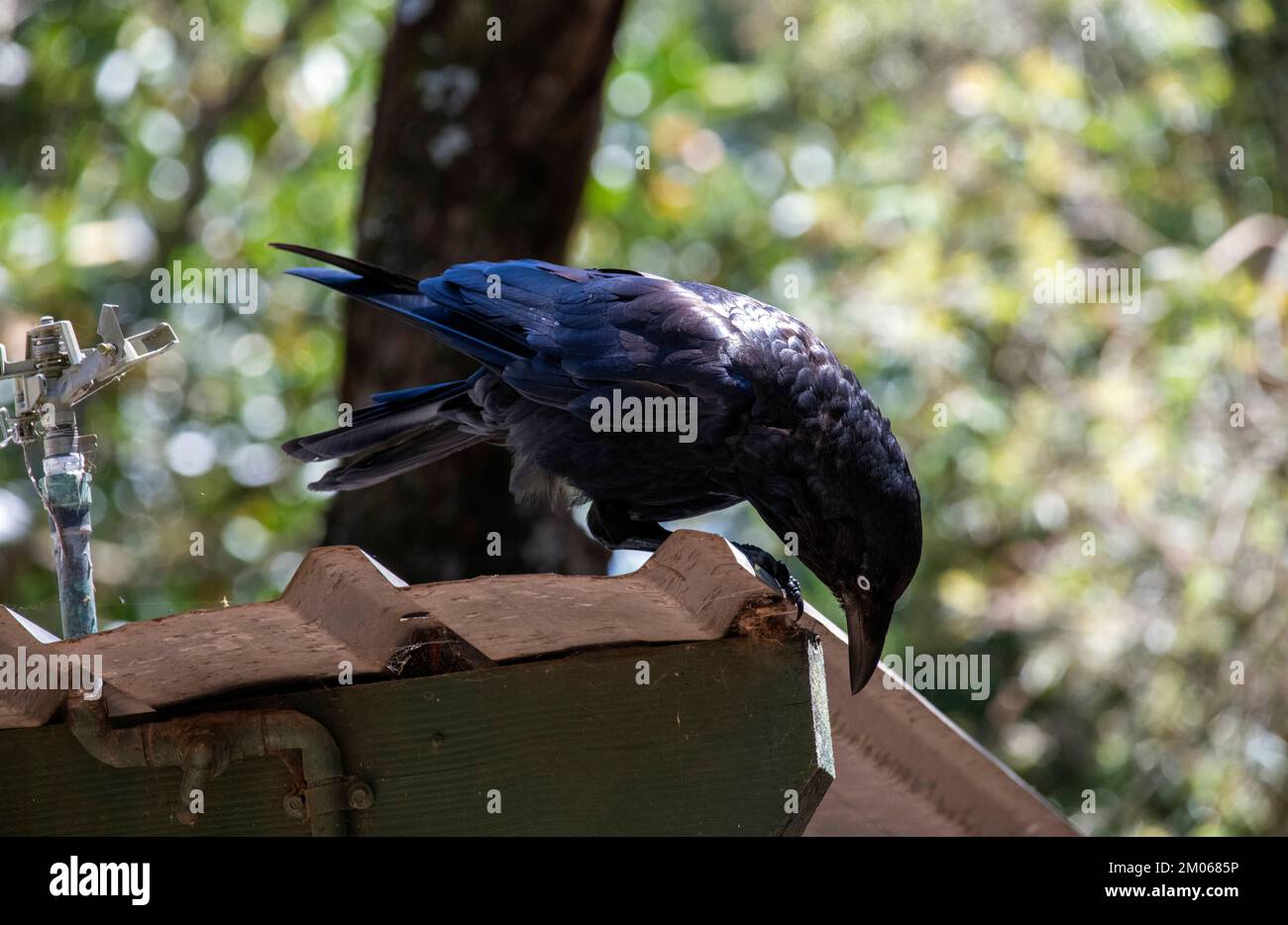 Close-up of an Australian Raven (Corvus coronoides) in Sydney, NSW ...
