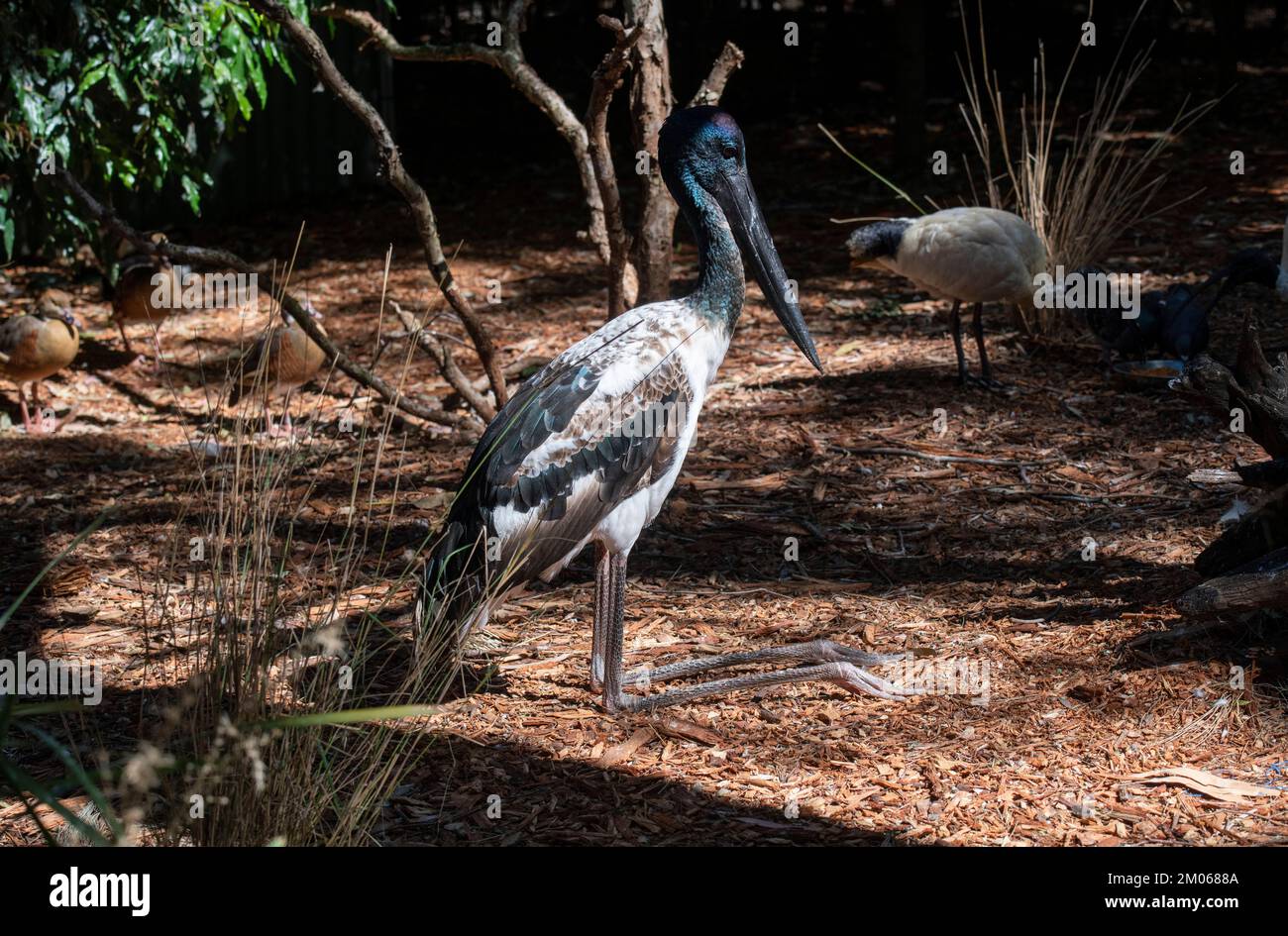 Jabiru australian stork hi-res stock photography and images - Alamy