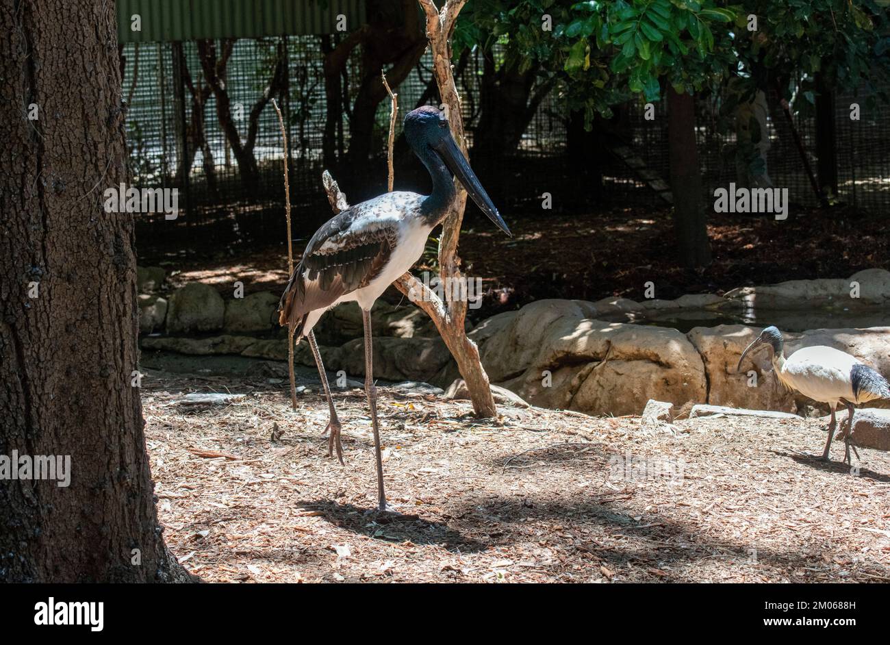 Juvenile, Black-necked Stork (Ephippiorhynchus asiaticus) or Jabiru in ...