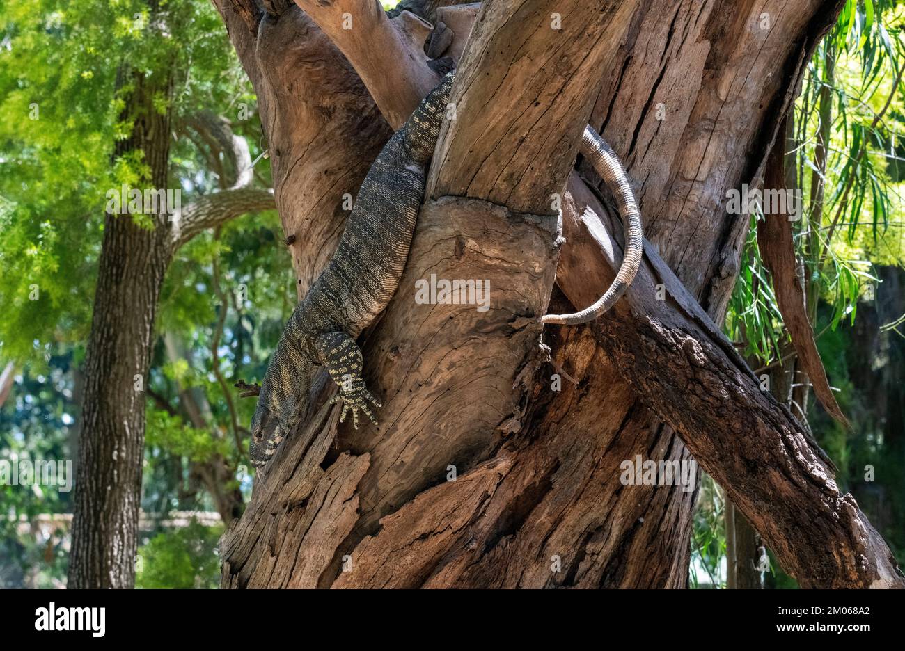 A Common Goanna or Lace monitors (Varanus varius) flicking its tongue ...