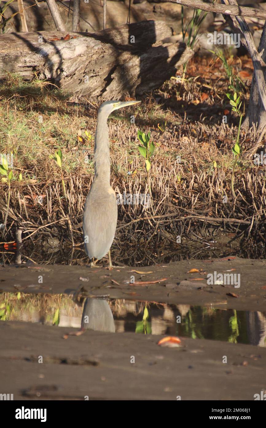 Marsh tiger hi-res stock photography and images - Alamy