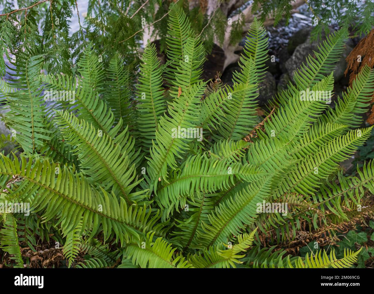 Natural green fern in the forest close up. Beautiful fern leaf texture ...
