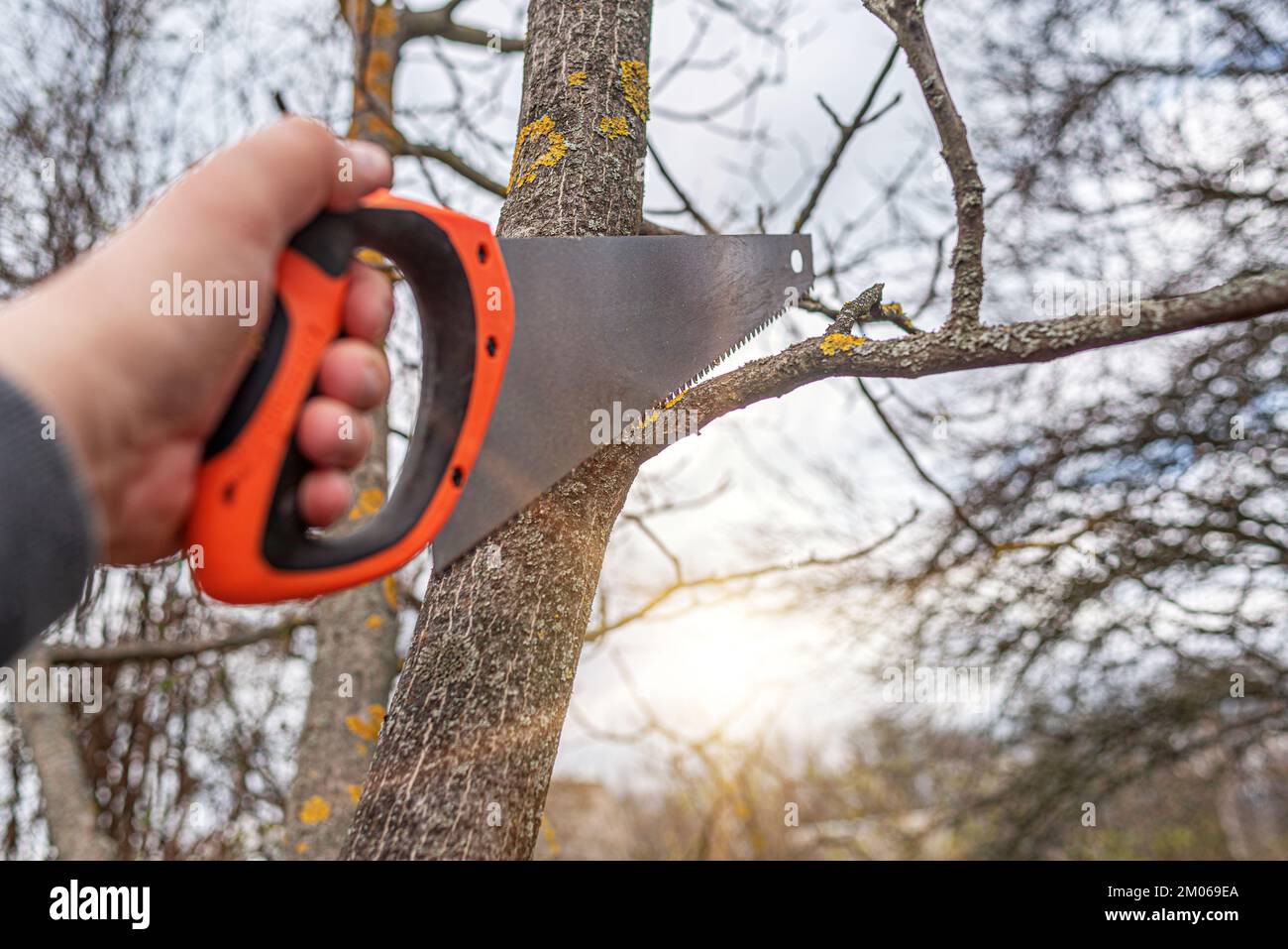 Hand cut down with a saw a branch of a fruit-bearing garden tree Stock ...