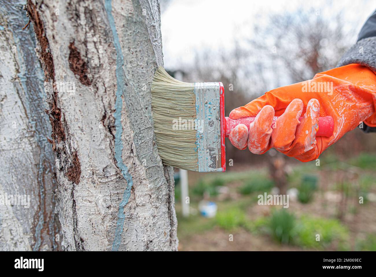 Care tree after winter Stock Photo - Alamy
