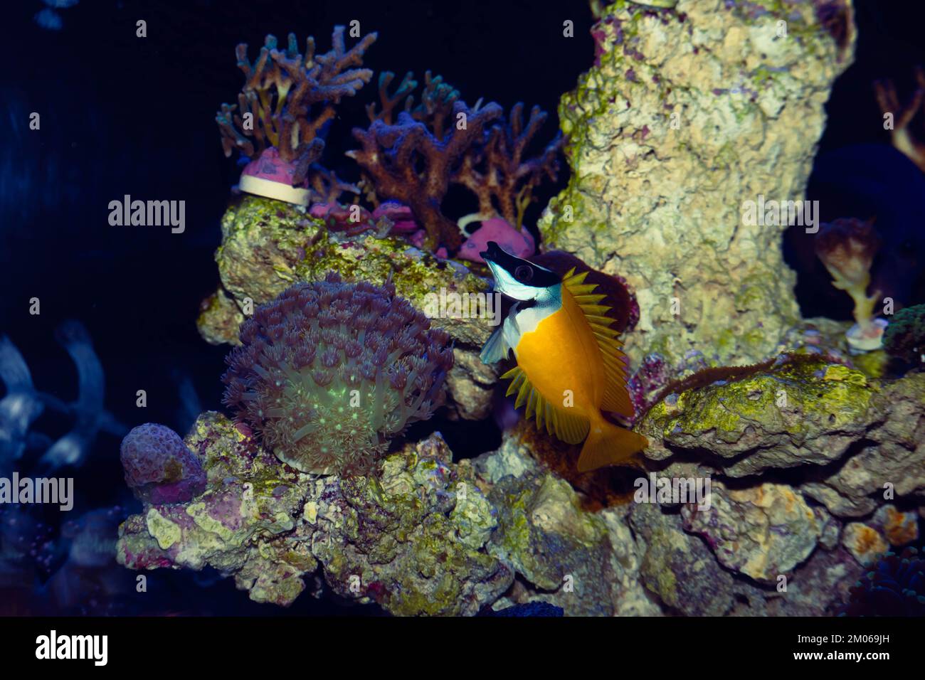 TECHNICAL PHOTOGRAPHY, MARINE AQUARIUM TANK WITH CORALS AND WITH MARINE ...