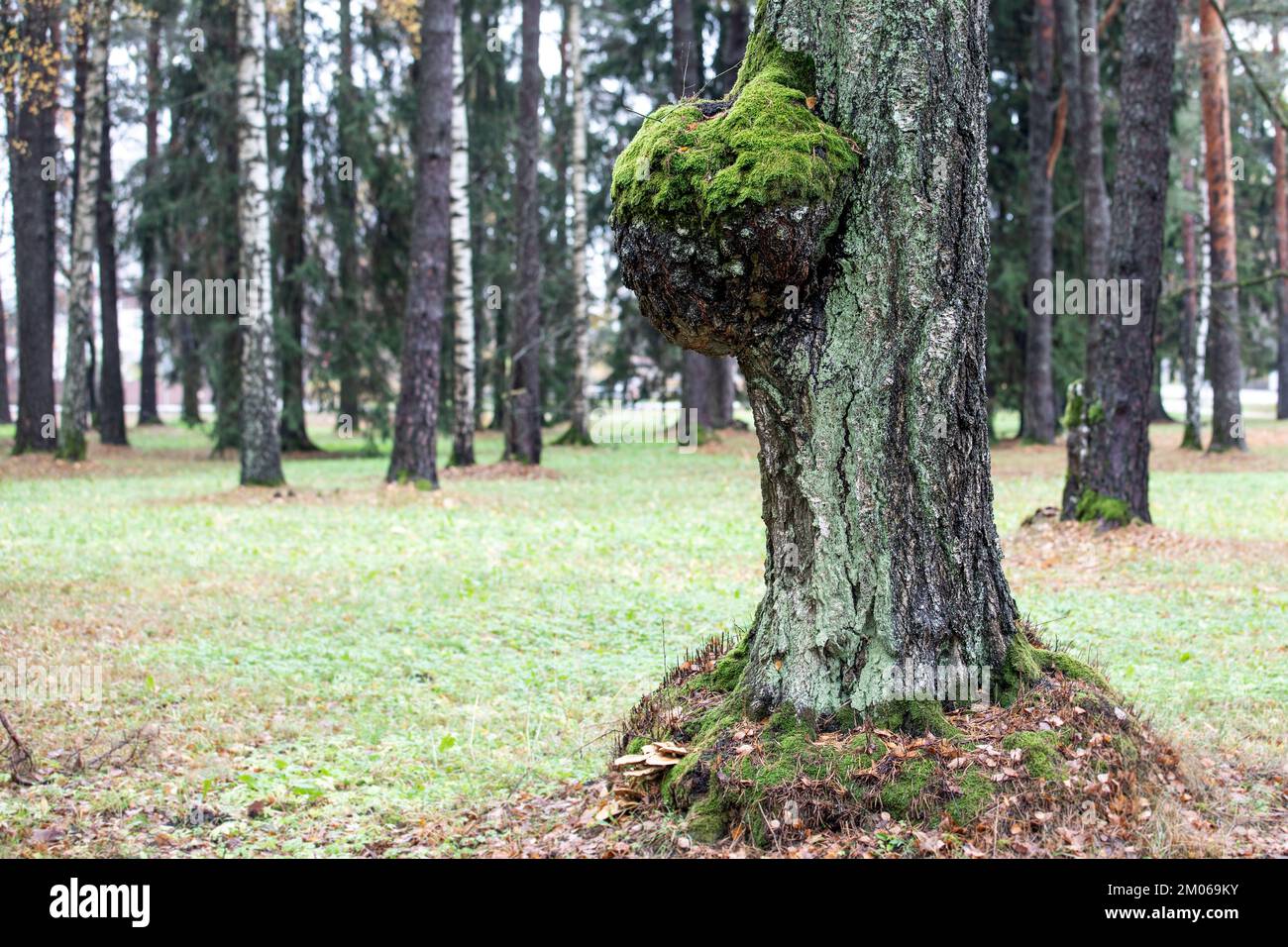 Big burl or bump on the tree in the park overgrown with moss Stock ...