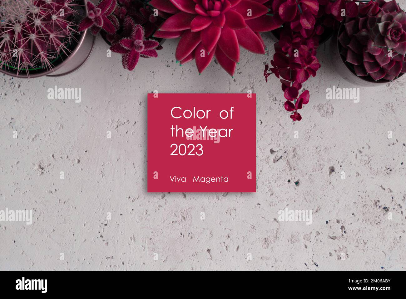 Home plant toned in trendy colour magenta over white background. Flat ...