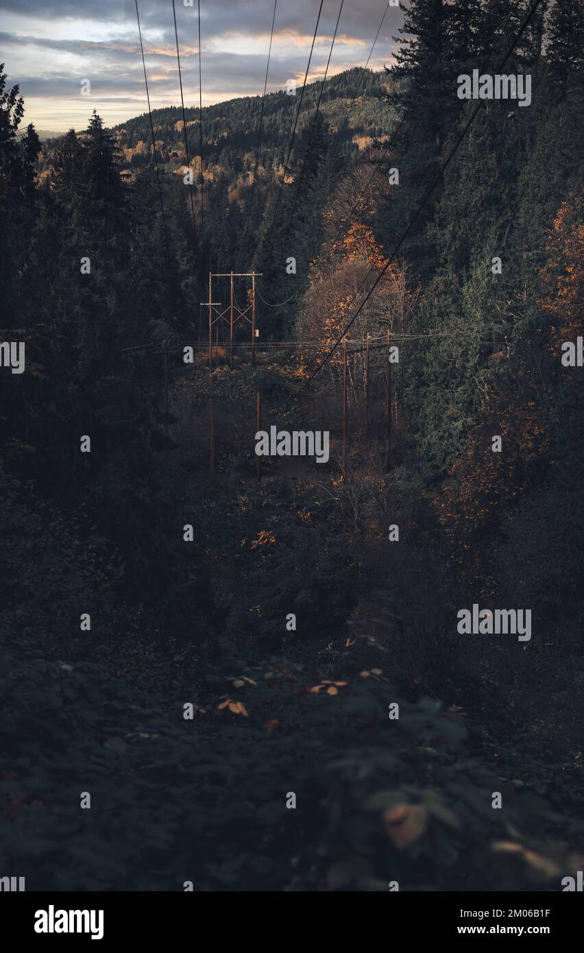 the forest in Seattle Washington photo by Elmer franco Stock Photo - Alamy