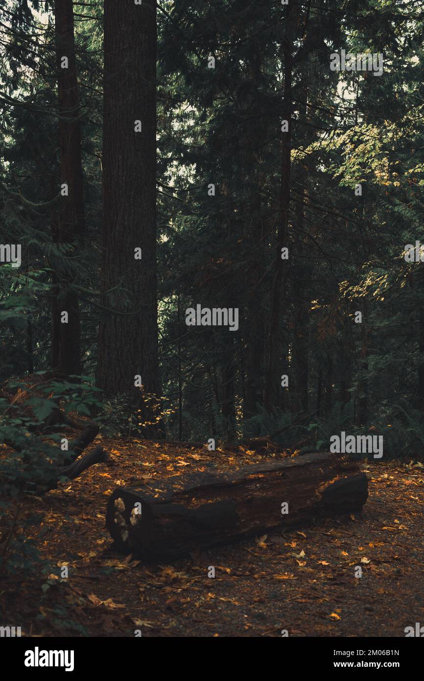 the woods in Seattle Washington photo by Elmer franco Stock Photo - Alamy