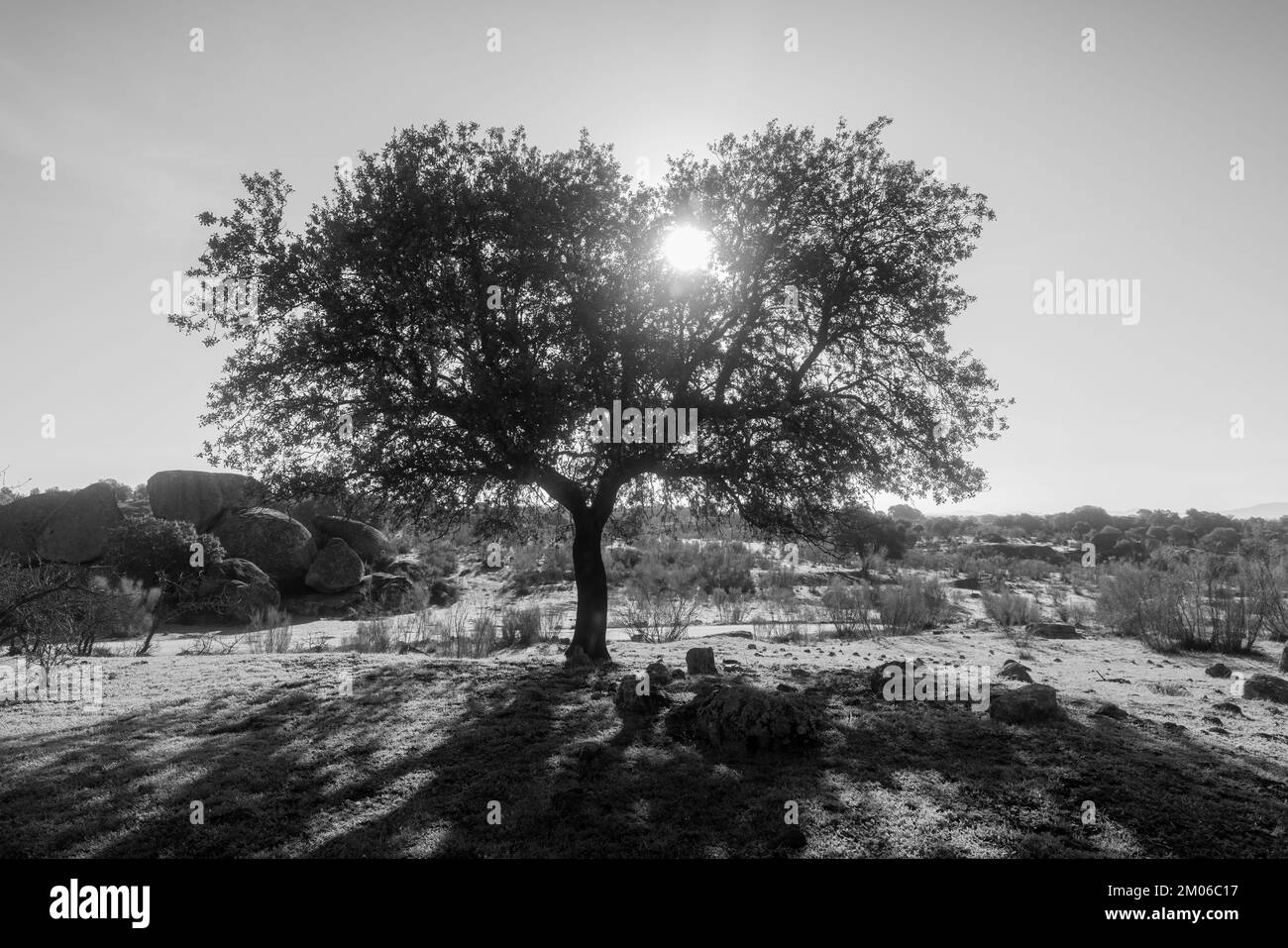 Landscape with tree and sun Stock Photo - Alamy