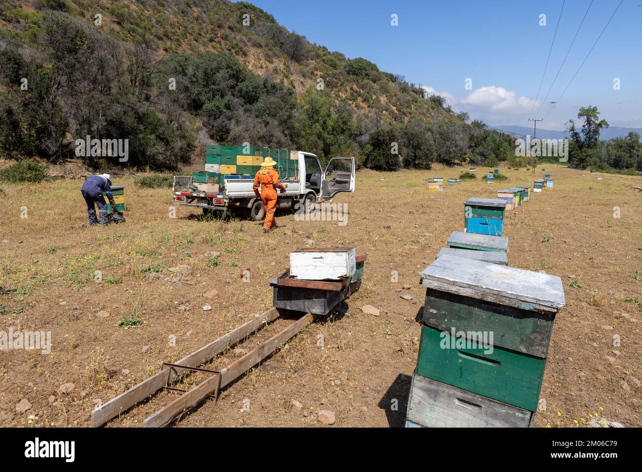 Honey production south america hi-res stock photography and images - Alamy