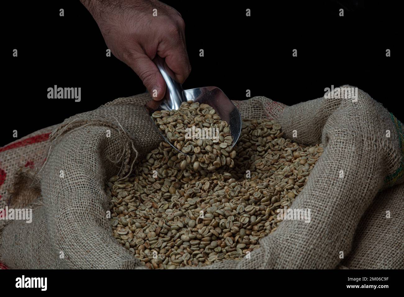 hands close-up pick up a spatula of green coffee beans from a coffee ...