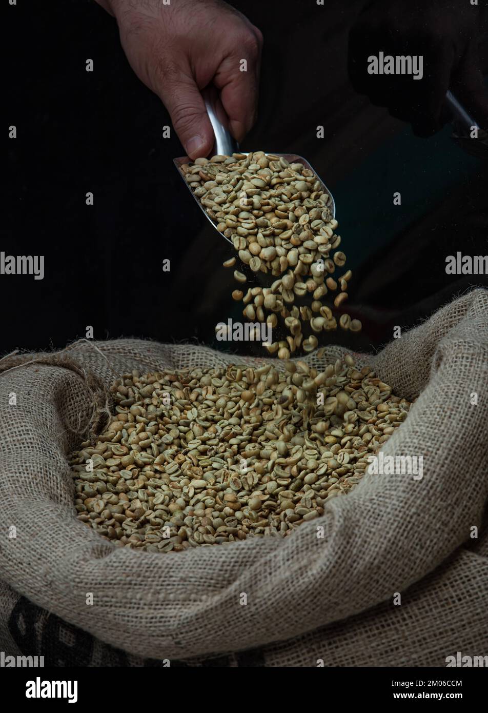 hands close-up pick up a spatula of green coffee beans from a coffee ...