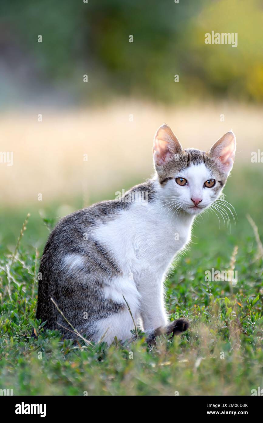 Cute little kitten sits hi-res stock photography and images - Alamy