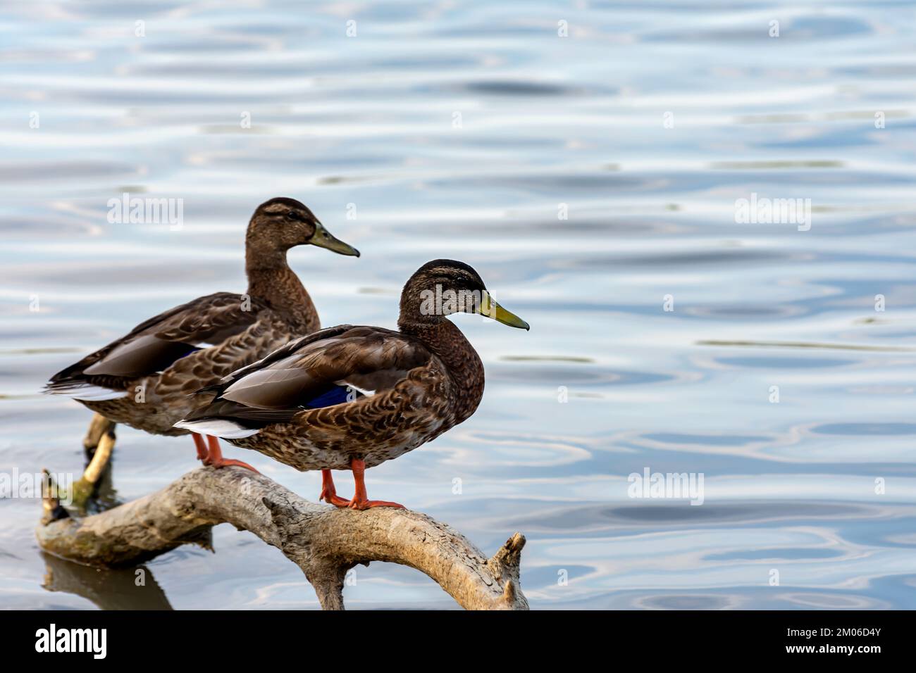 Two female wild duck (Anas platyrhynchos) stand on tree trunk on the ...