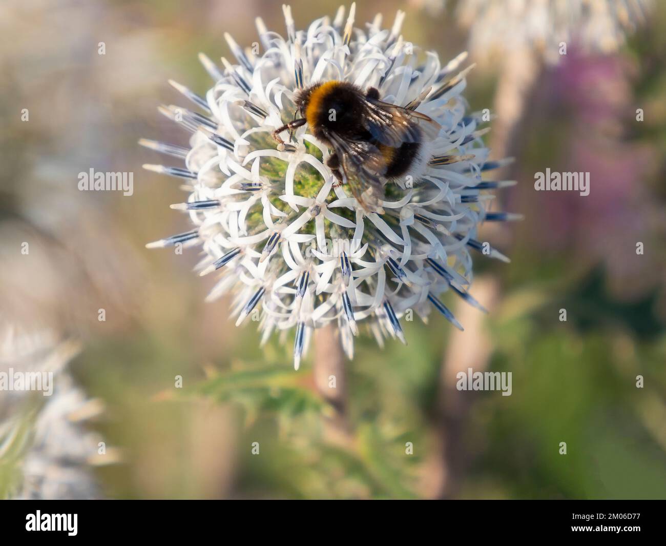 Echinops sphaerocephalus, Variety Arctic Glow , bumblebee on thistle ...