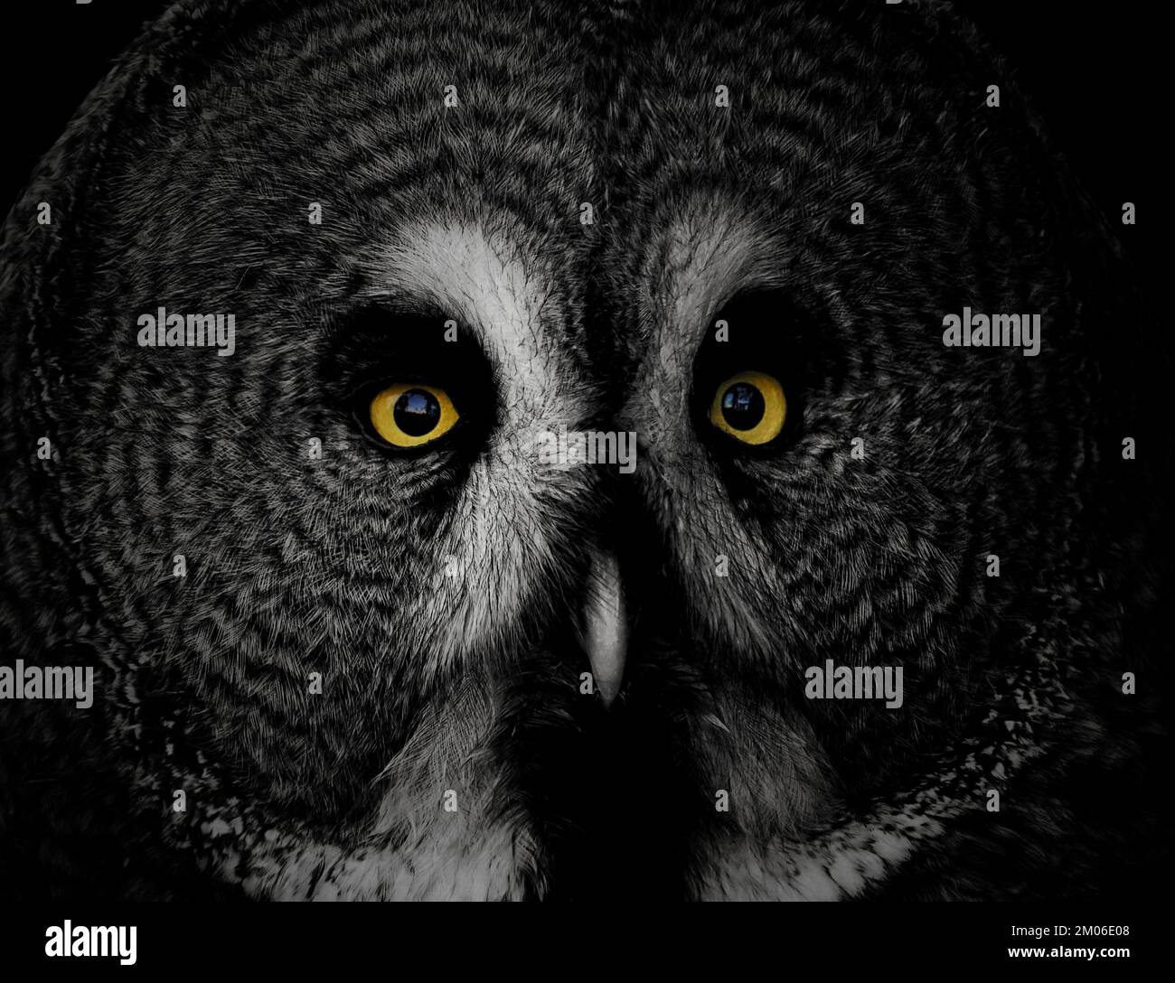 Close-up portrait of owl against black background Stock Photo - Alamy