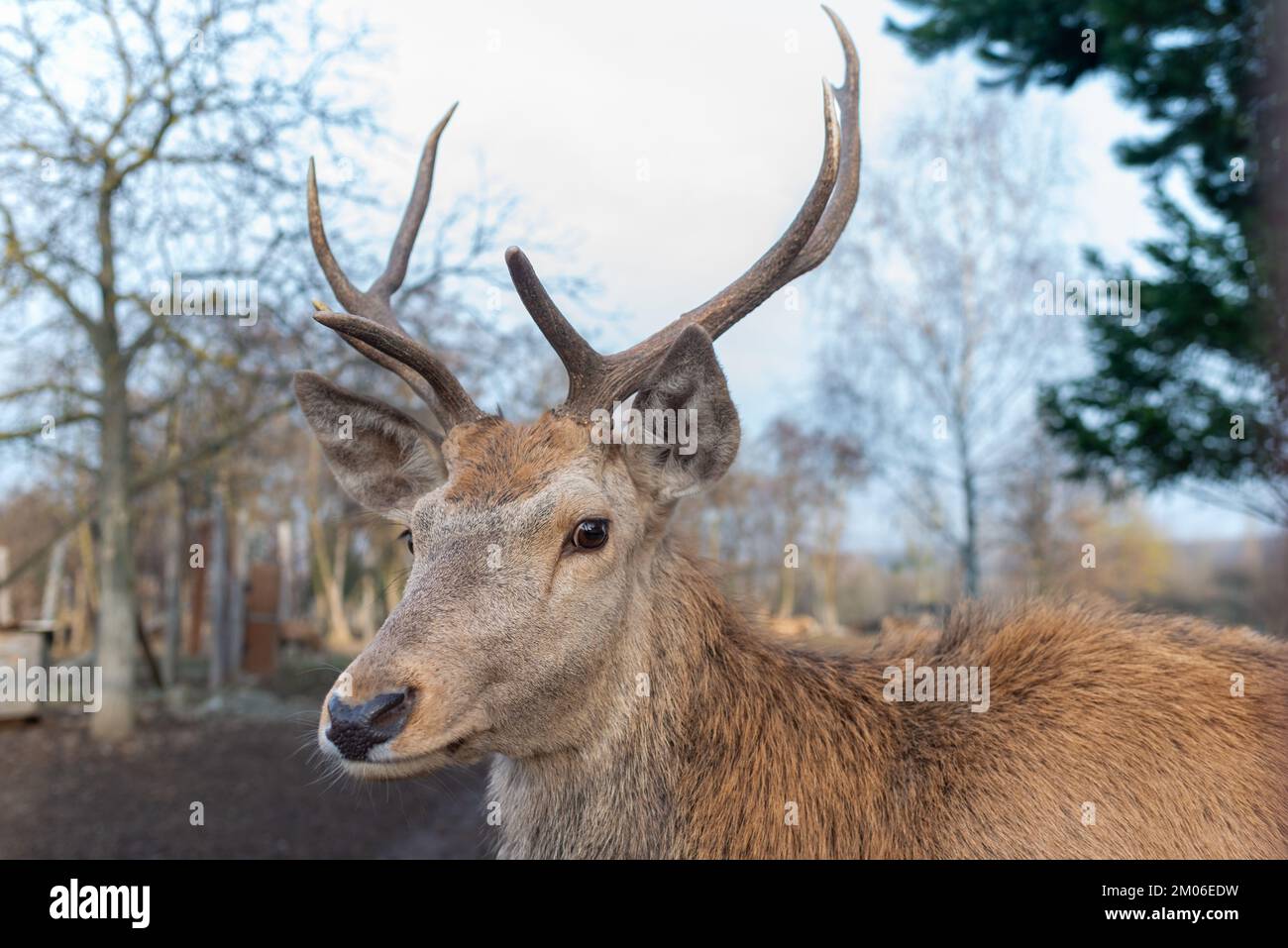 Male red deer portrait hi-res stock photography and images - Alamy