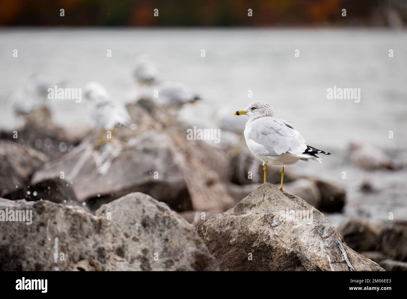 Seagull on a Rock Stock Photo - Alamy