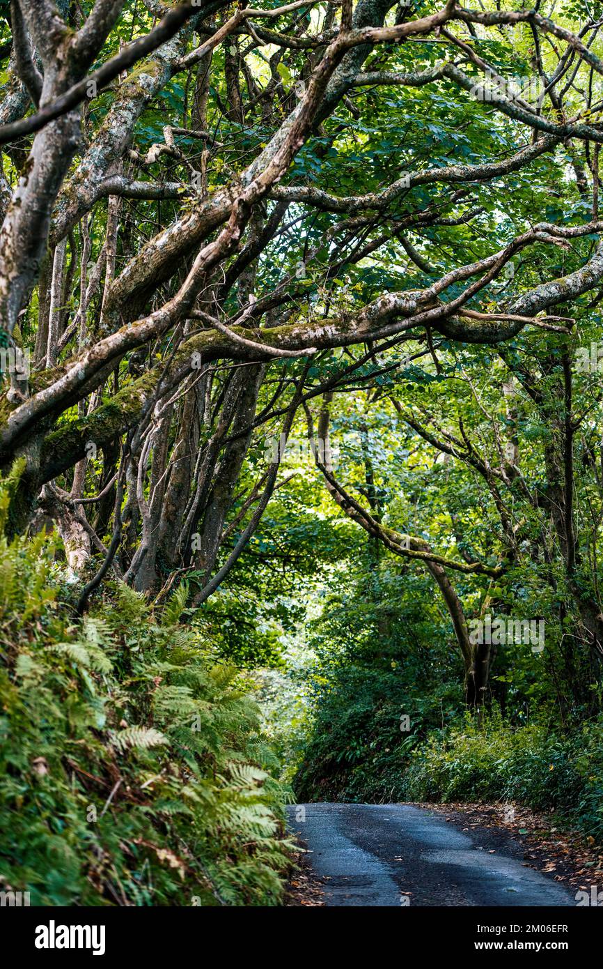 Trees along a country road in Cornwall, England, UK Stock Photo - Alamy