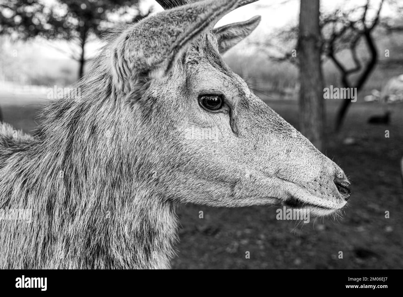 Deer portrait close-up black and white photography Stock Photo - Alamy Deer portrait close-up black and white photography Stock Photo - Alamy
