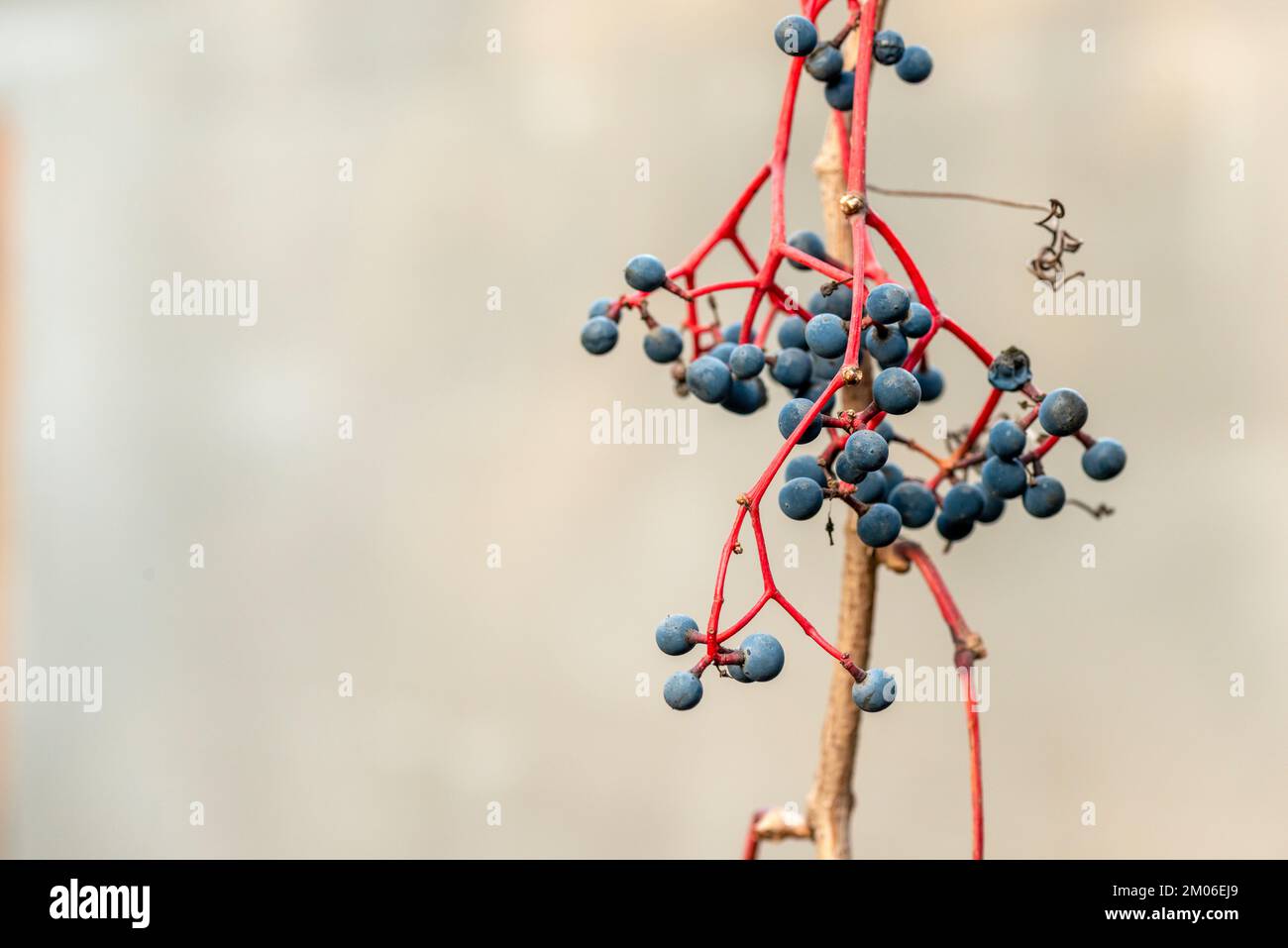 Vine with ripe grapes on blur milk background macro copy space Stock ...