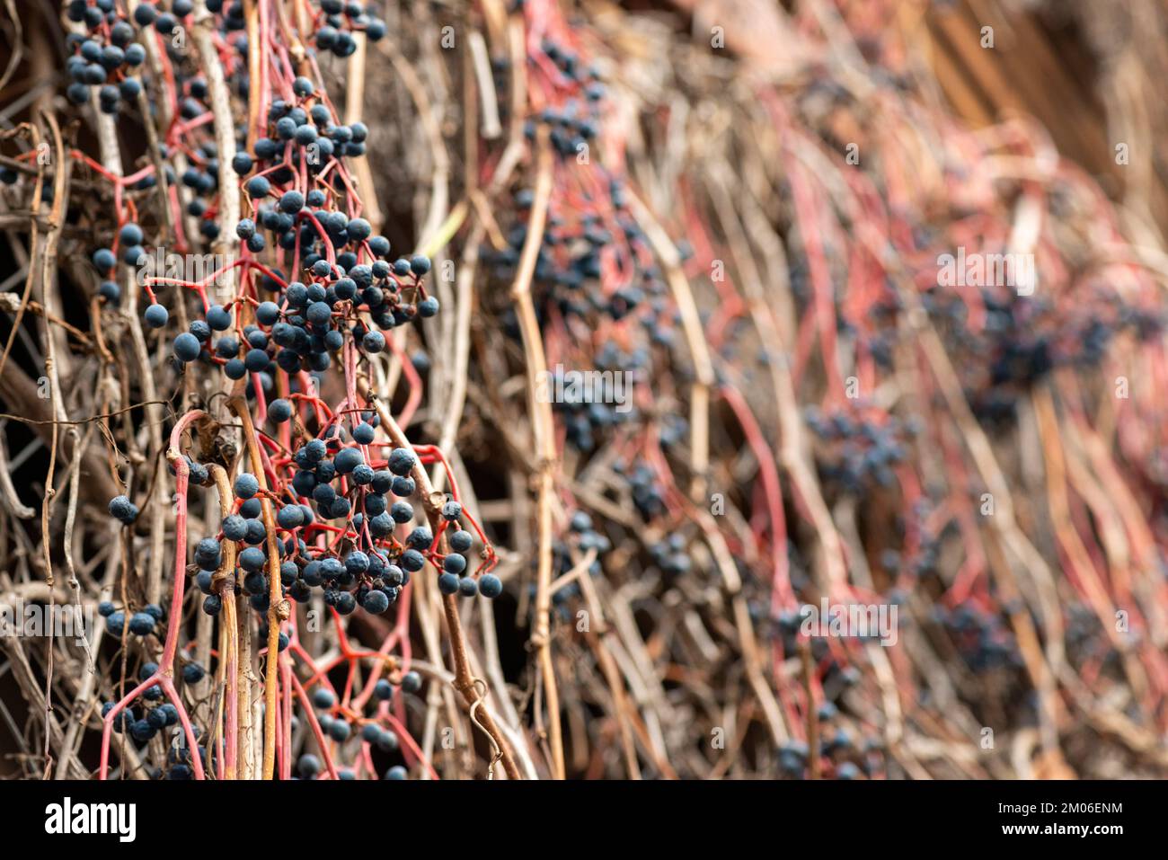 Vine with ripe grapes on blur background macro copy space Stock Photo ...