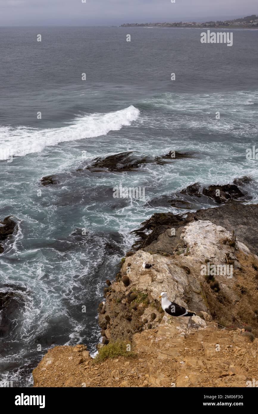 Punta de Lobos in Pichilemu, Chile Stock Photo - Alamy