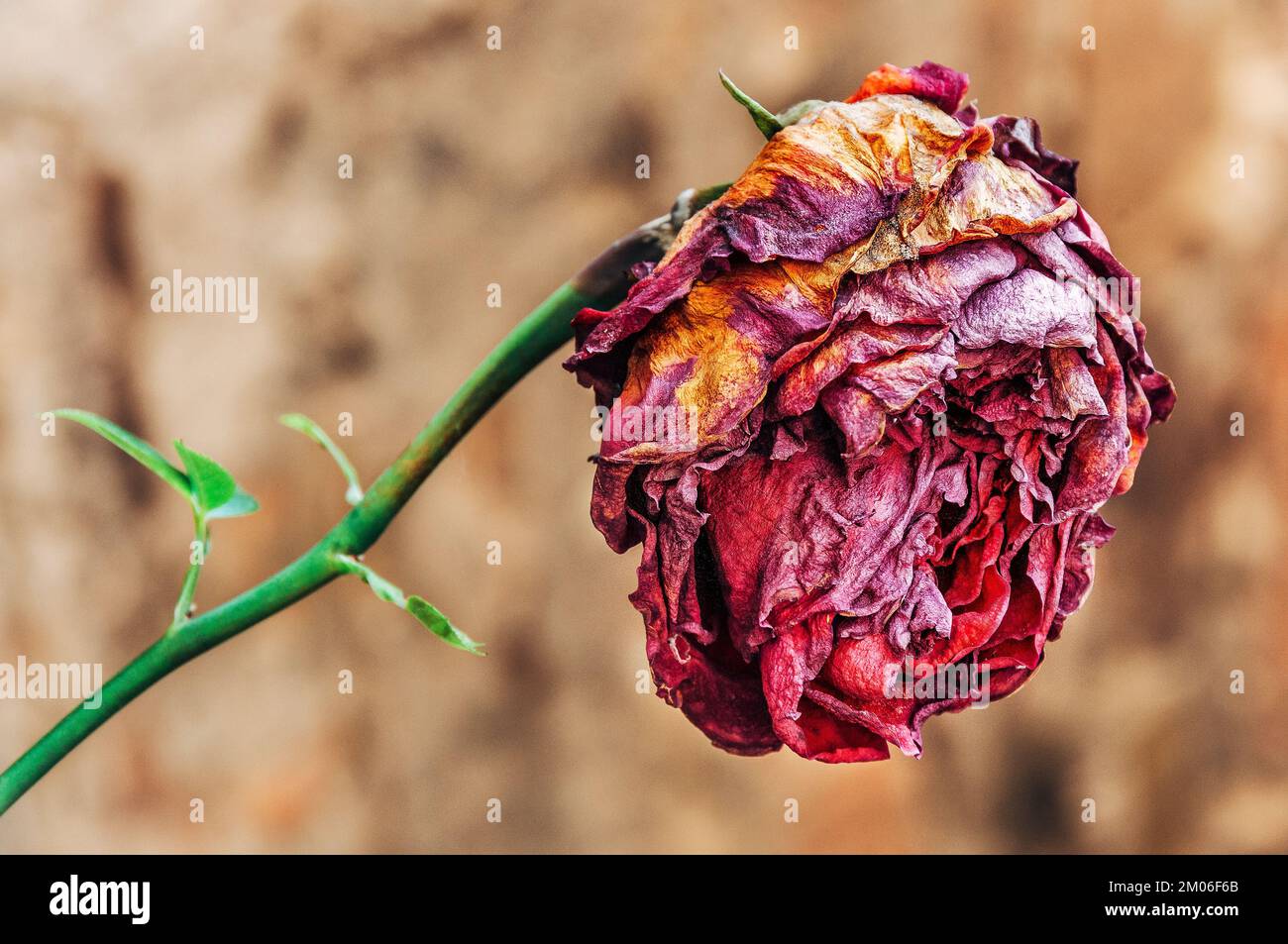 Rose Images With Sad Love