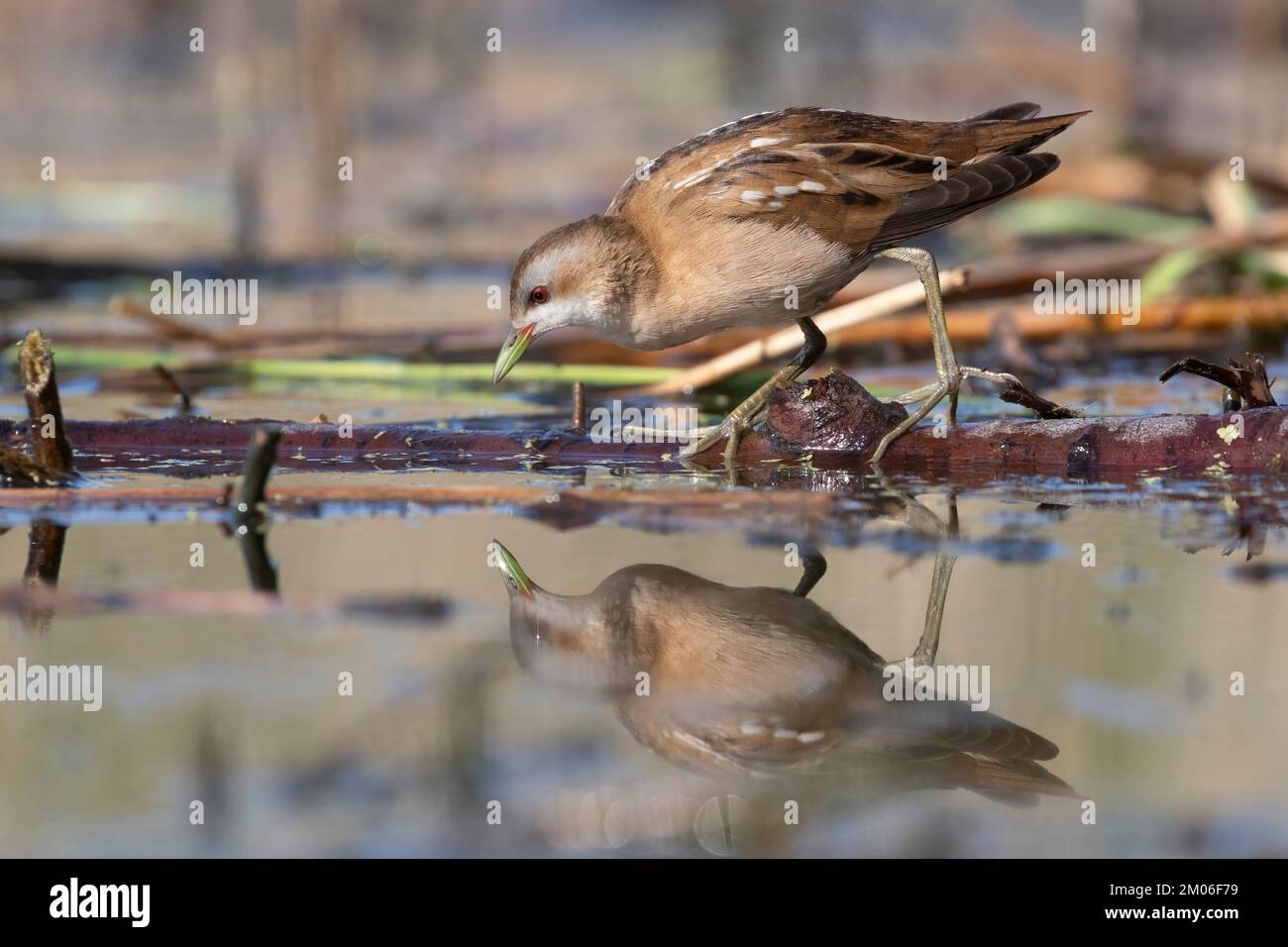 The little crake female (Zapornia parva Stock Photo - Alamy