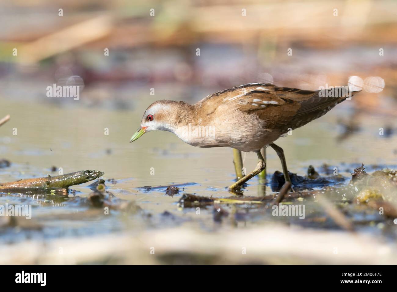 Little crakes hi-res stock photography and images - Alamy