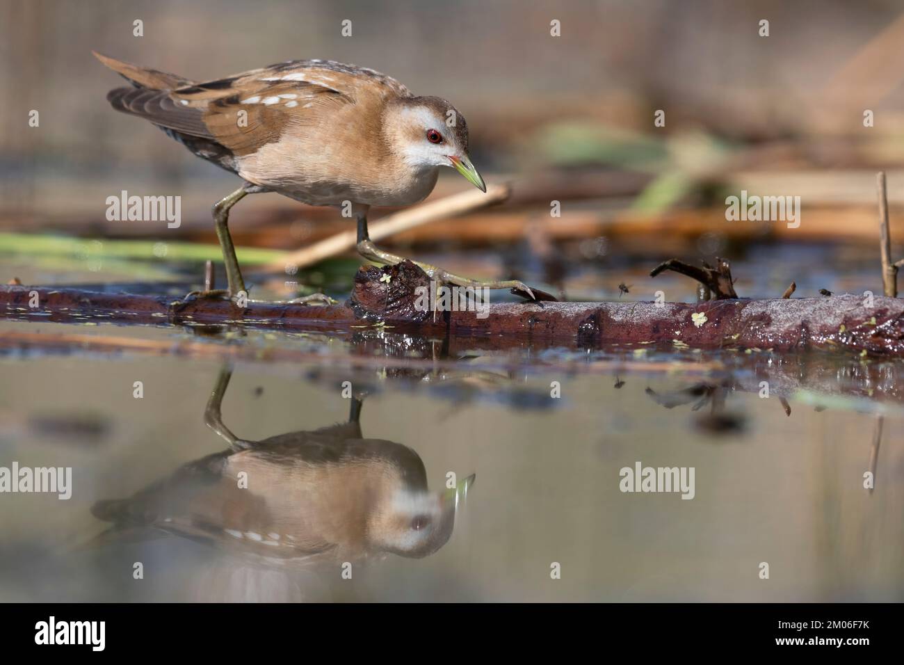 The little crake female (Zapornia parva Stock Photo - Alamy