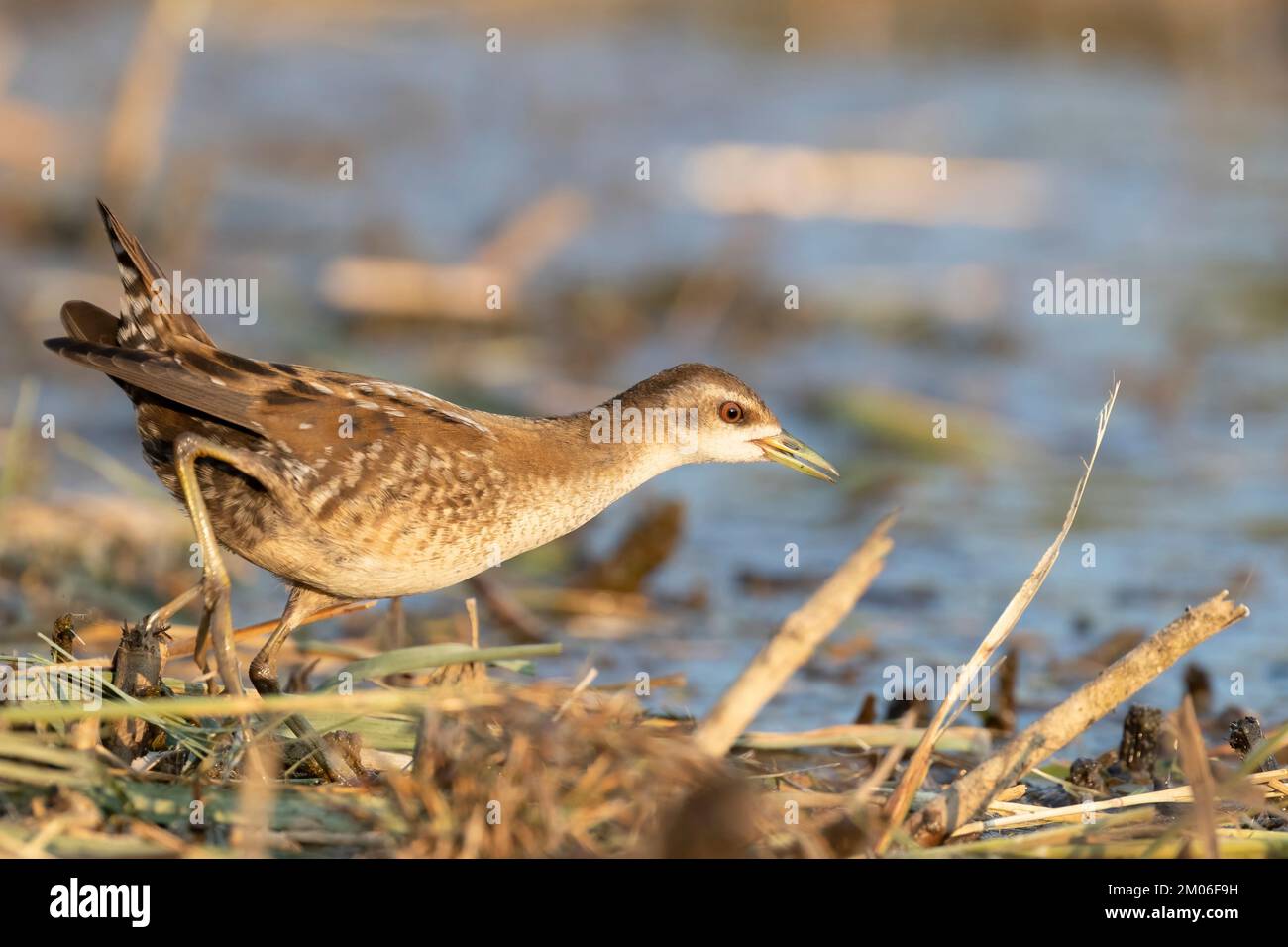 The little crake female (Zapornia parva Stock Photo - Alamy