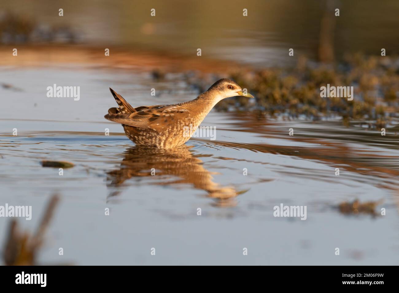 Little crake female hi-res stock photography and images - Alamy
