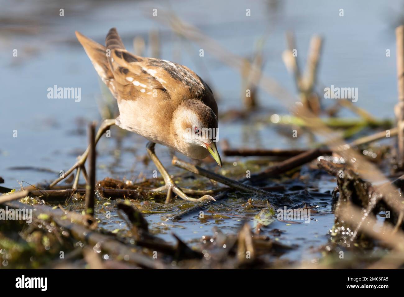 The little crake female (Zapornia parva Stock Photo - Alamy