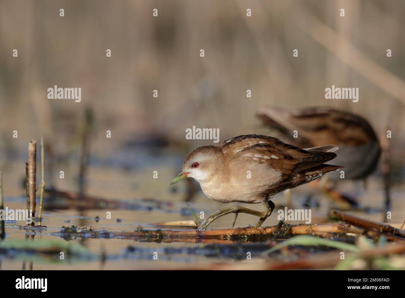 Little crake female hi-res stock photography and images - Alamy