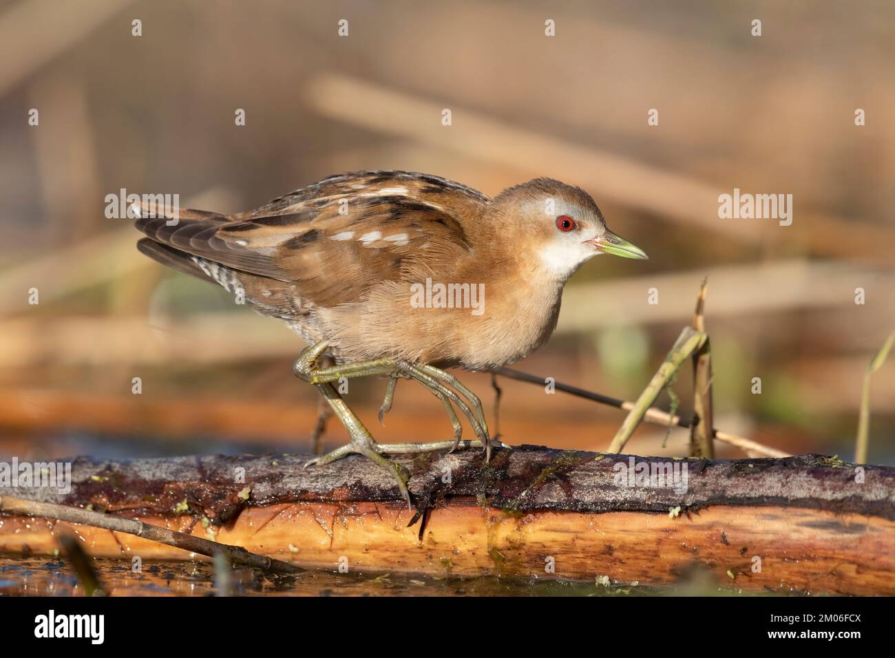 Little crake female hi-res stock photography and images - Alamy