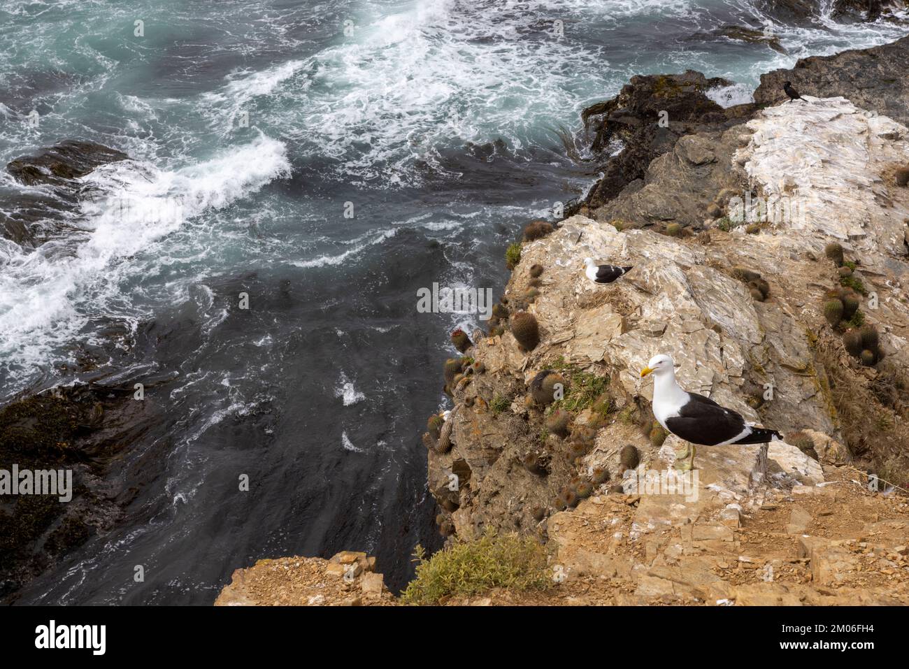 Punta de Lobos in Pichilemu, Chile Stock Photo - Alamy