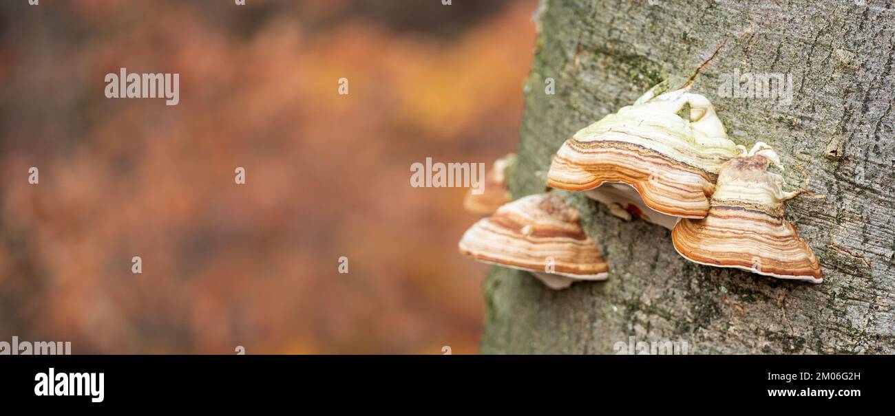 Fungi growing on beech trees hi-res stock photography and images - Alamy