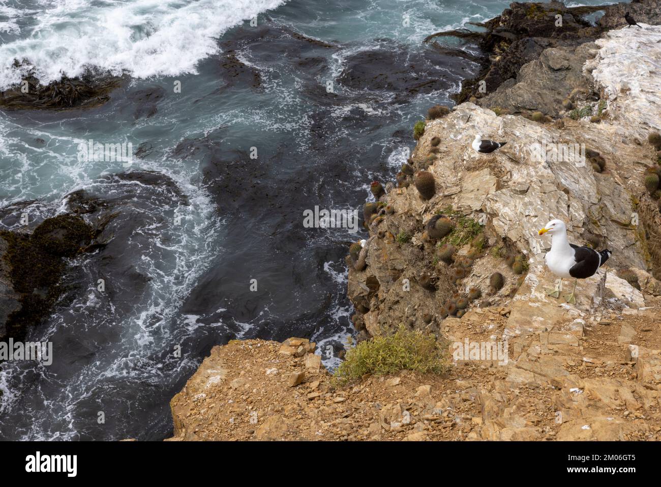 Chile punta lobos hi-res stock photography and images - Alamy