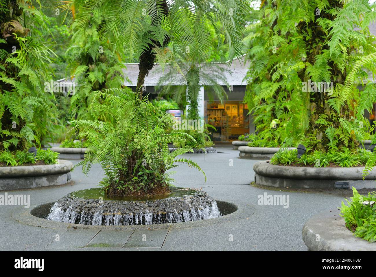 The National Orchid (Orchidaceae) Garden, Singapore SIN Stock Photo - Alamy