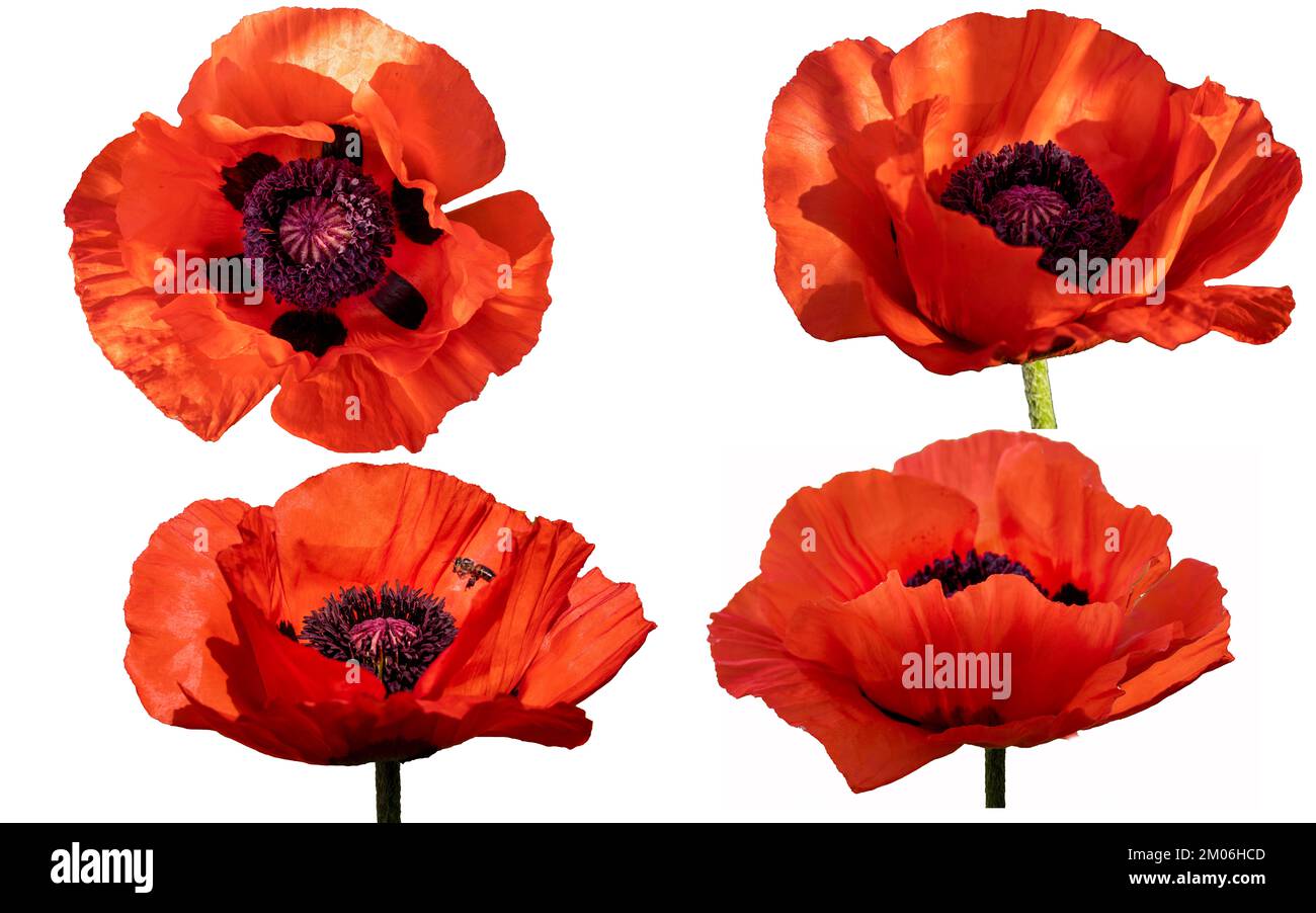 Red poppy flower isolated on white background. Isolate the ...