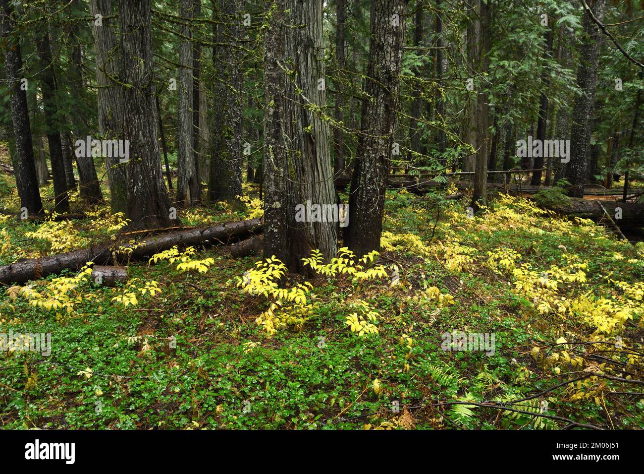 Old-growth forest in fall. Kootenai National Forest in the Cabinet ...