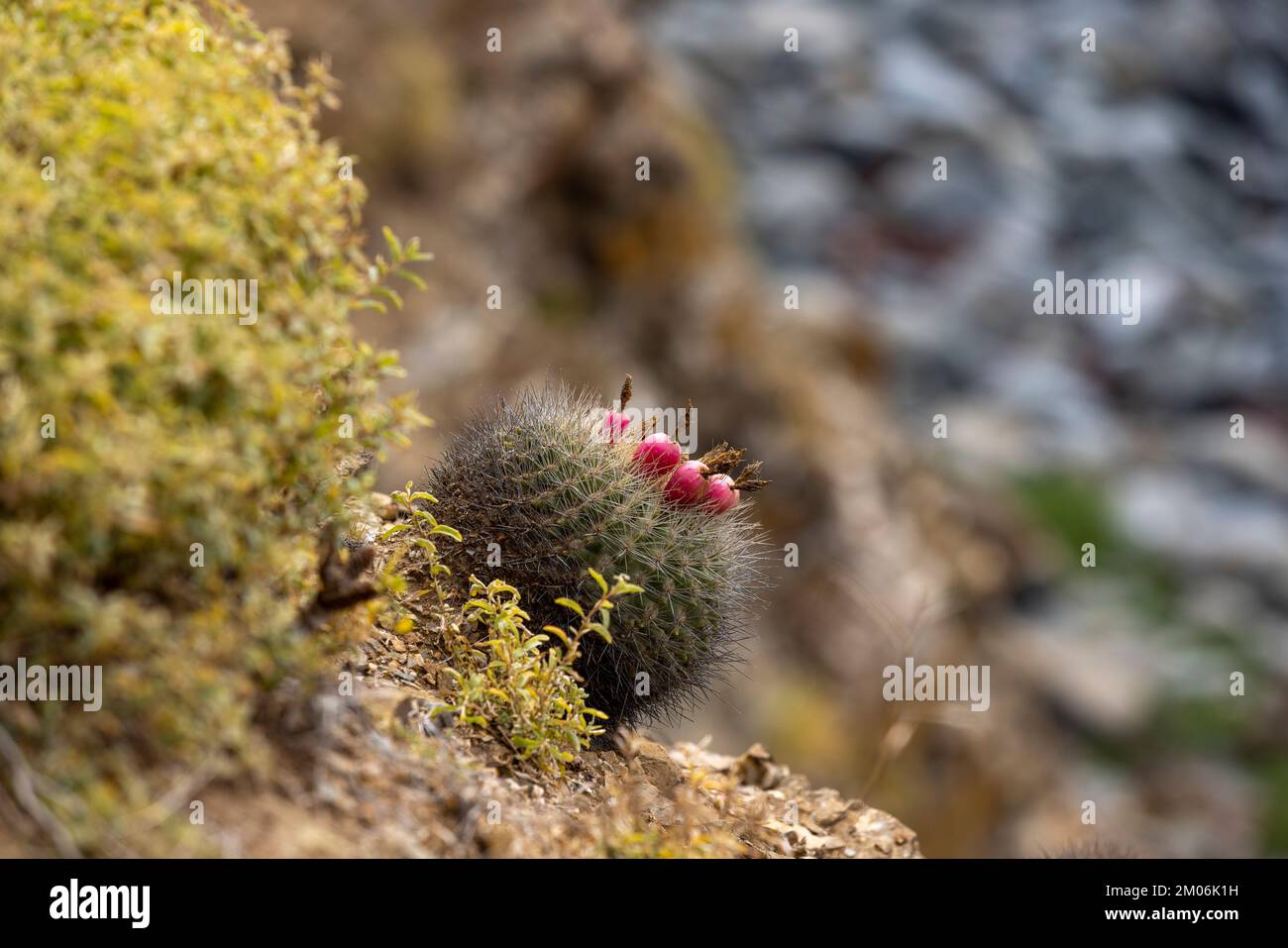 cactus with fruits at the coast of Pichilemu, Chile Stock Photo - Alamy